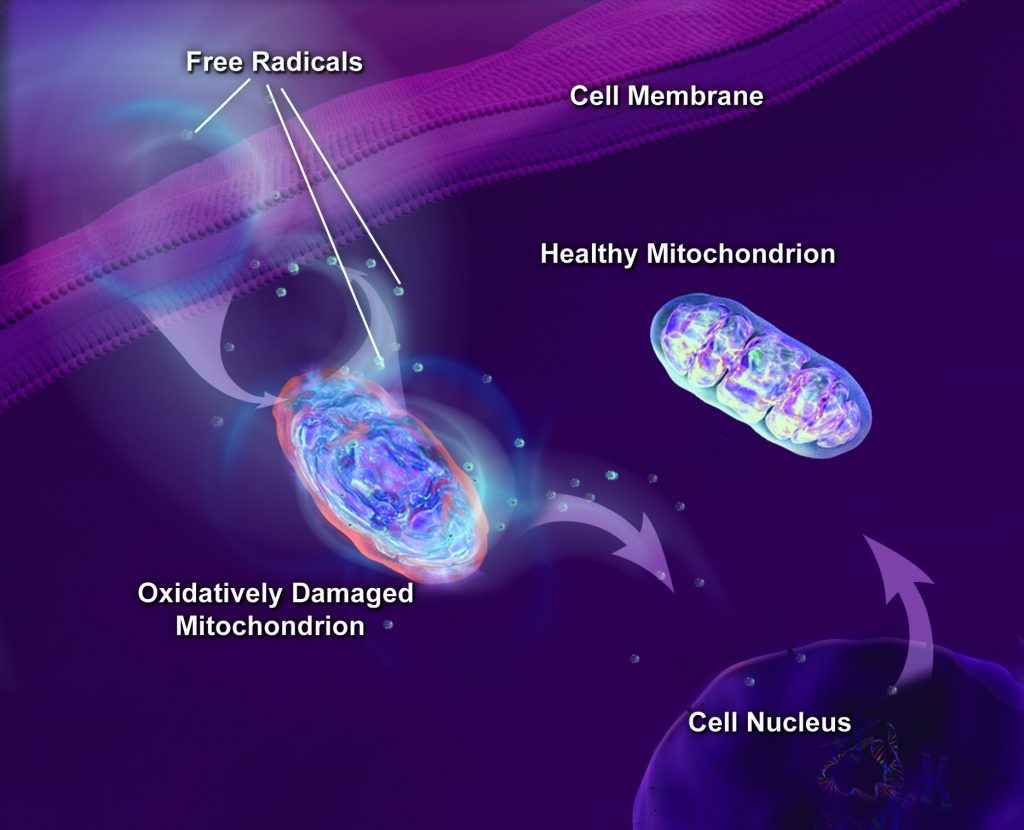 A Bio-Energy Process For High Energy Levels – Chi Energy Training Blog